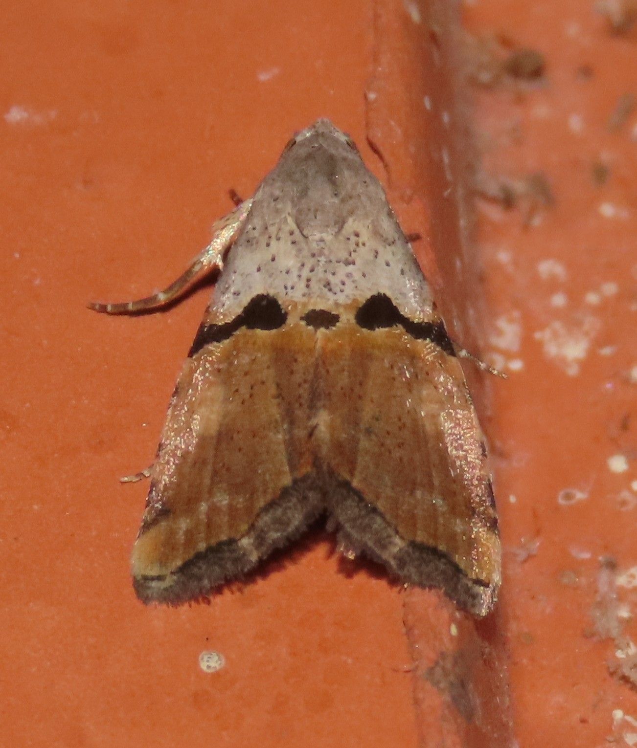 Common Moths | Birders on the Road | Alamo, TX