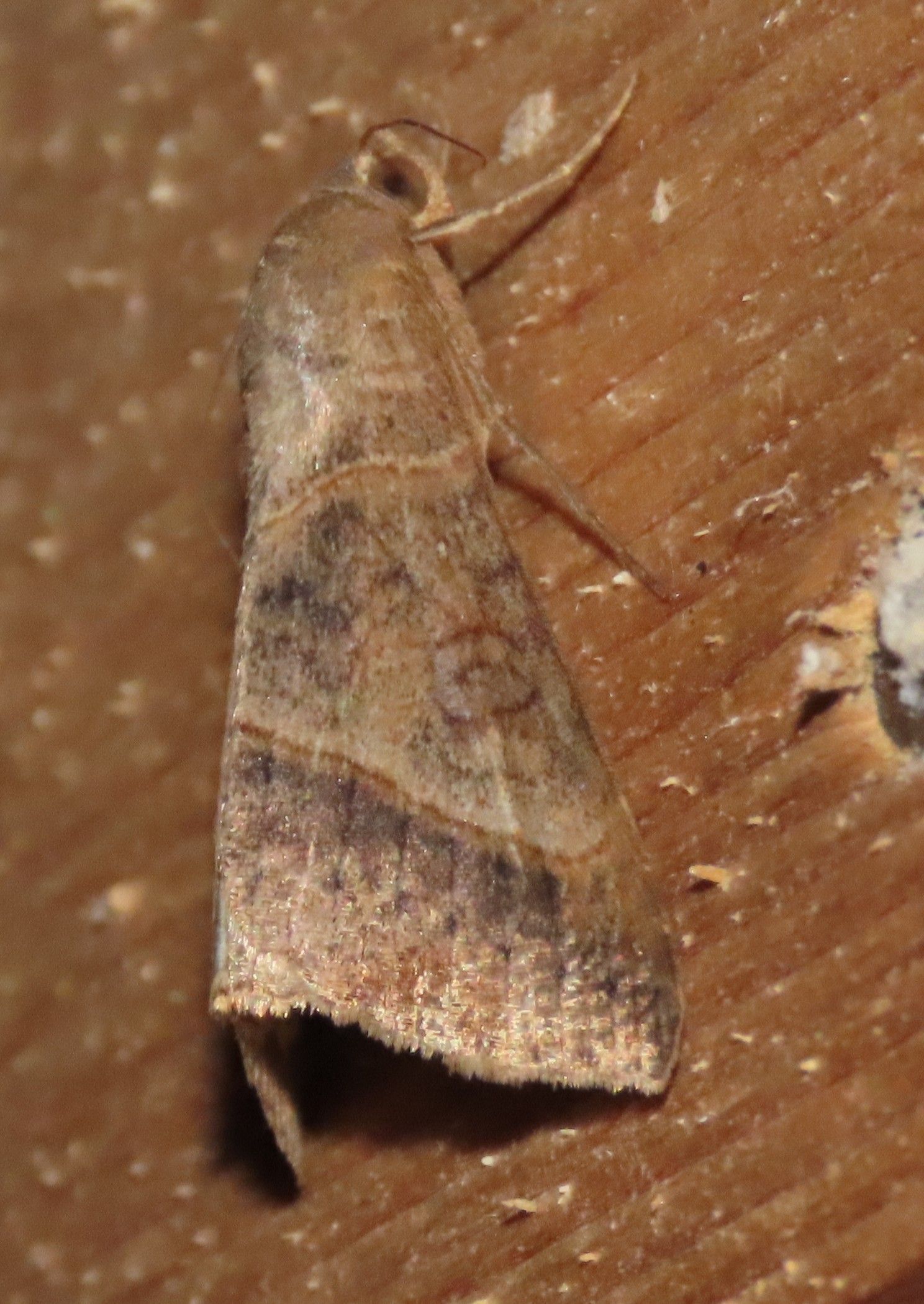 Birders on the Road | Alamo, TX