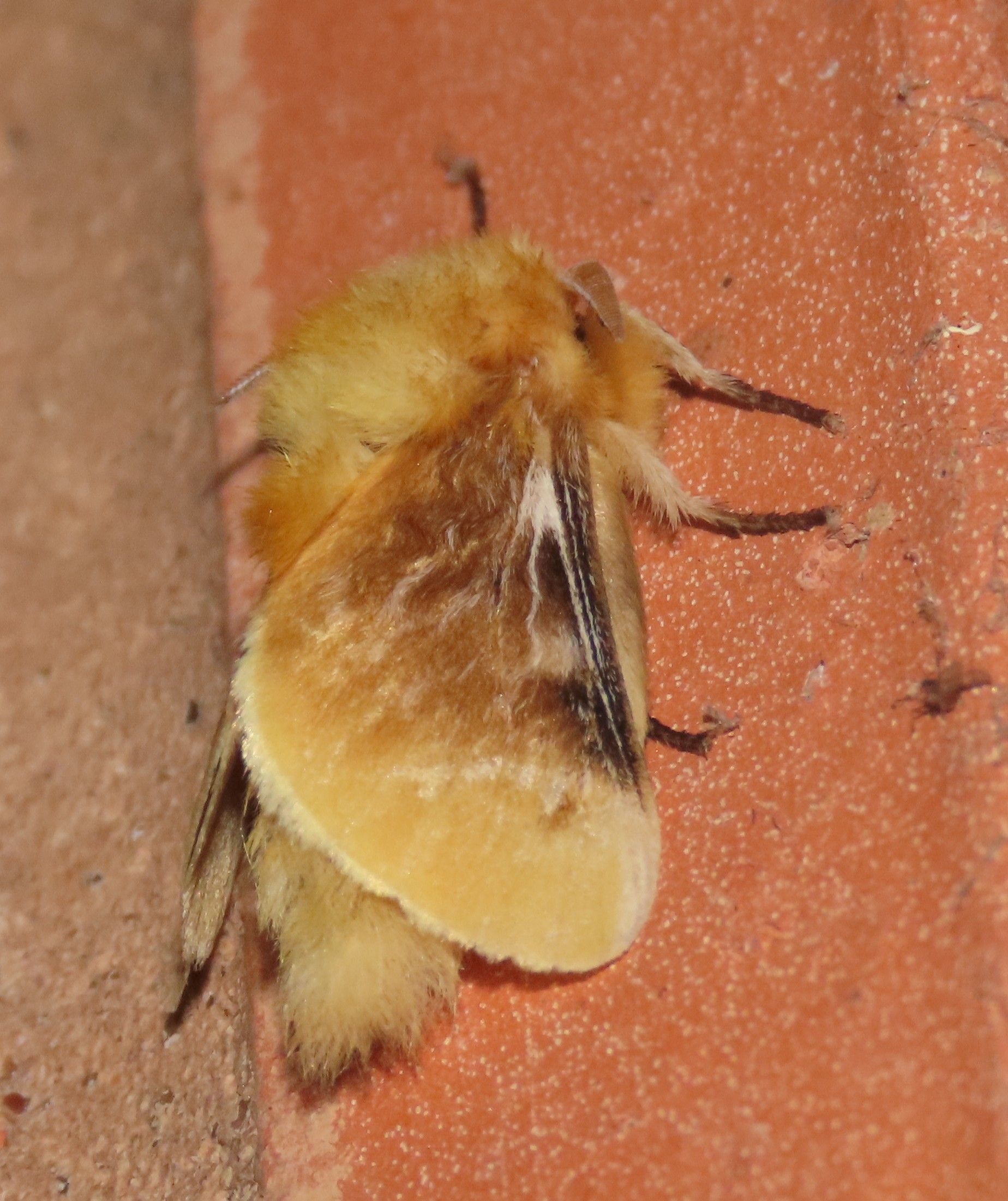 Moths | Birders on the Road | Alamo, TX