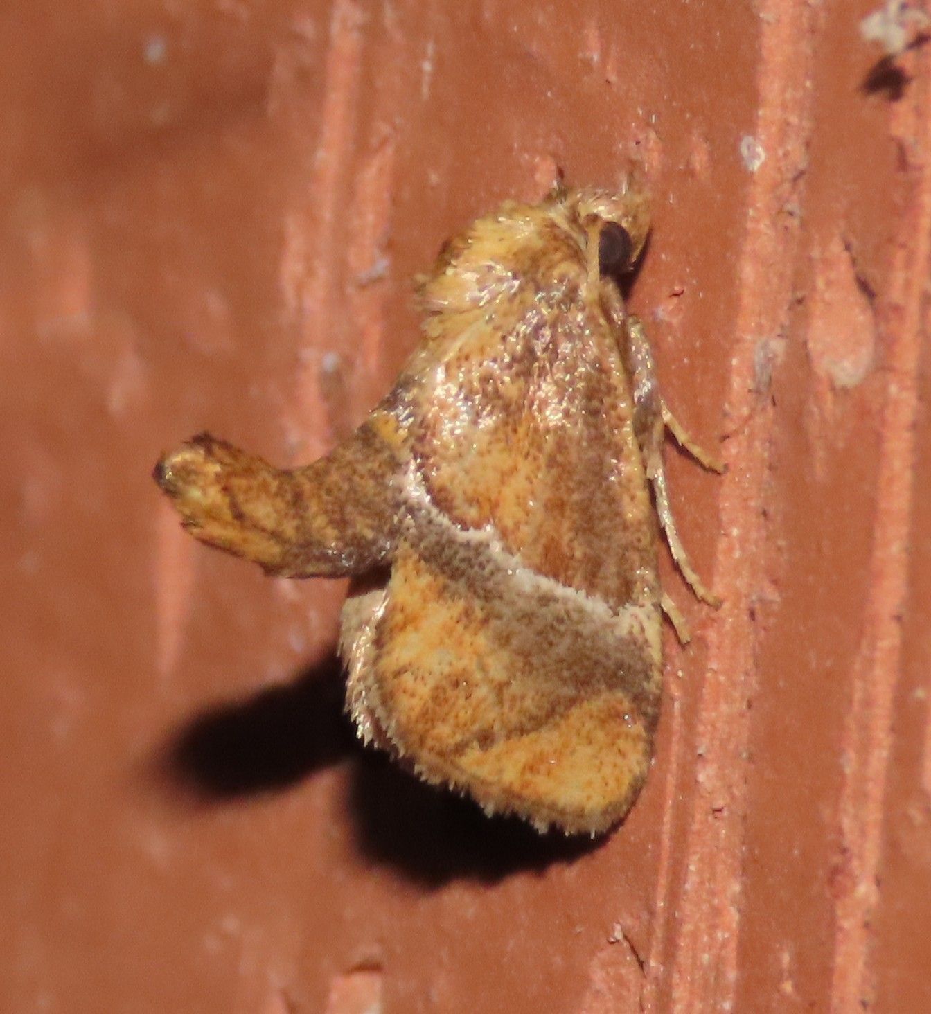 Moths | Birders on the Road | Alamo, TX