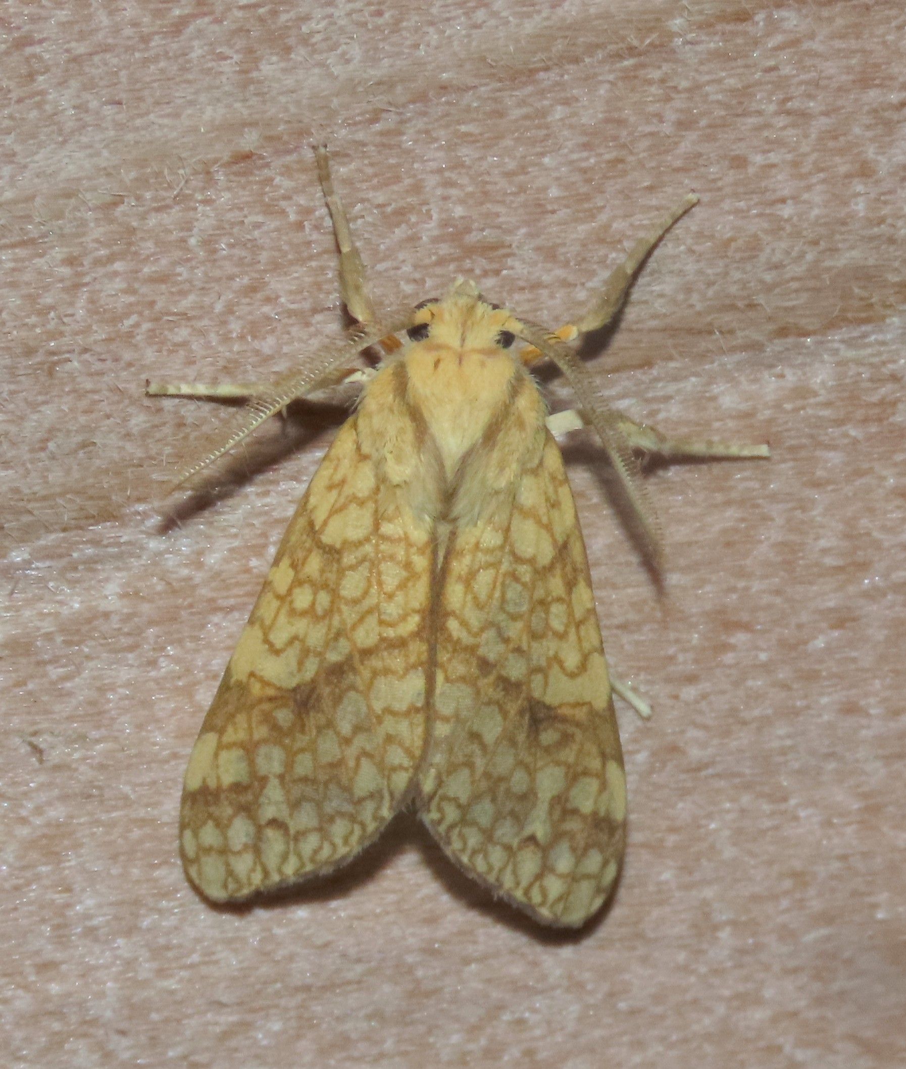 Less Common Moths | Birders on the Road | Alamo, TX