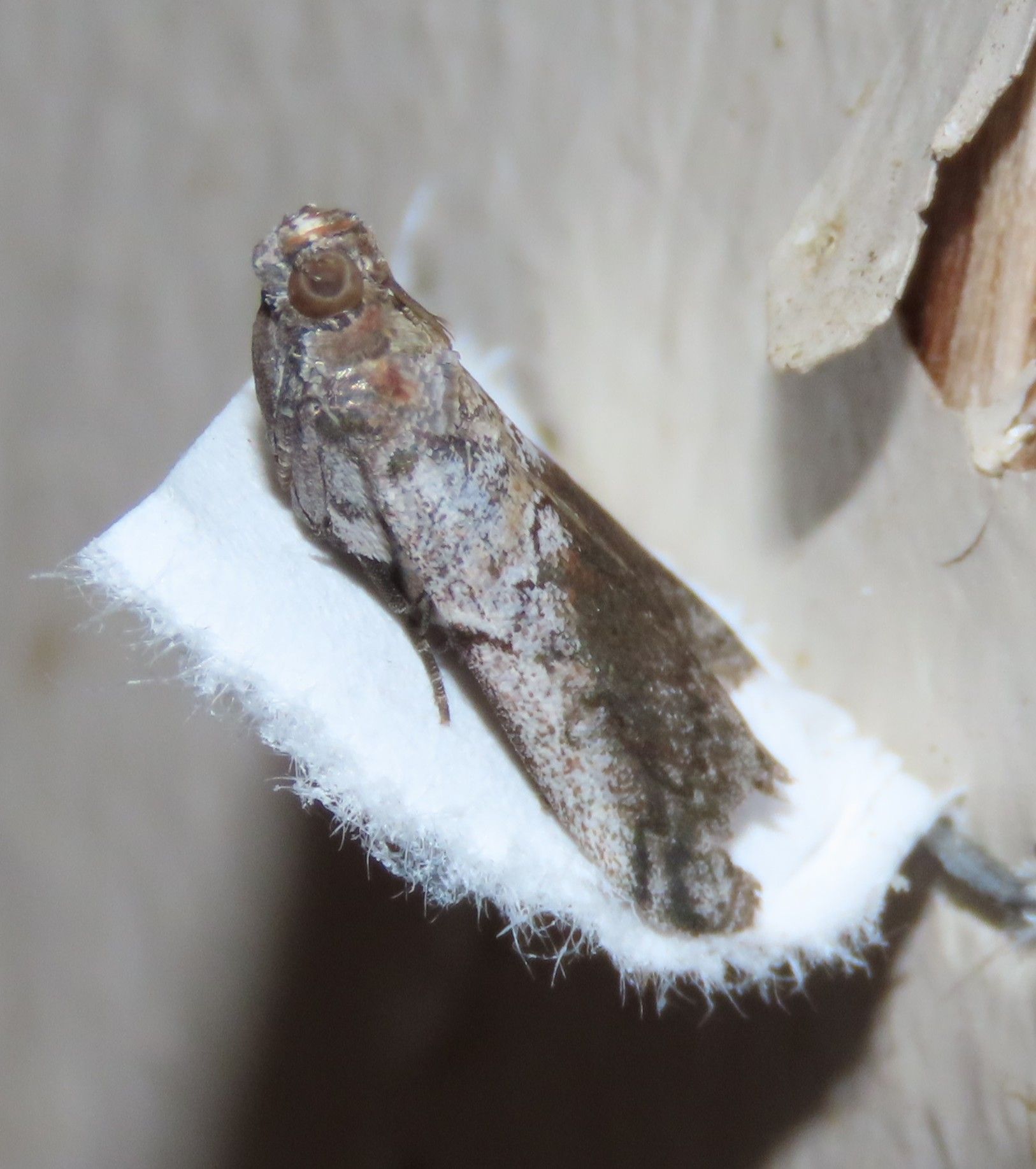 Tortrids, Pyralids & Sphinxes | Birders on the Road