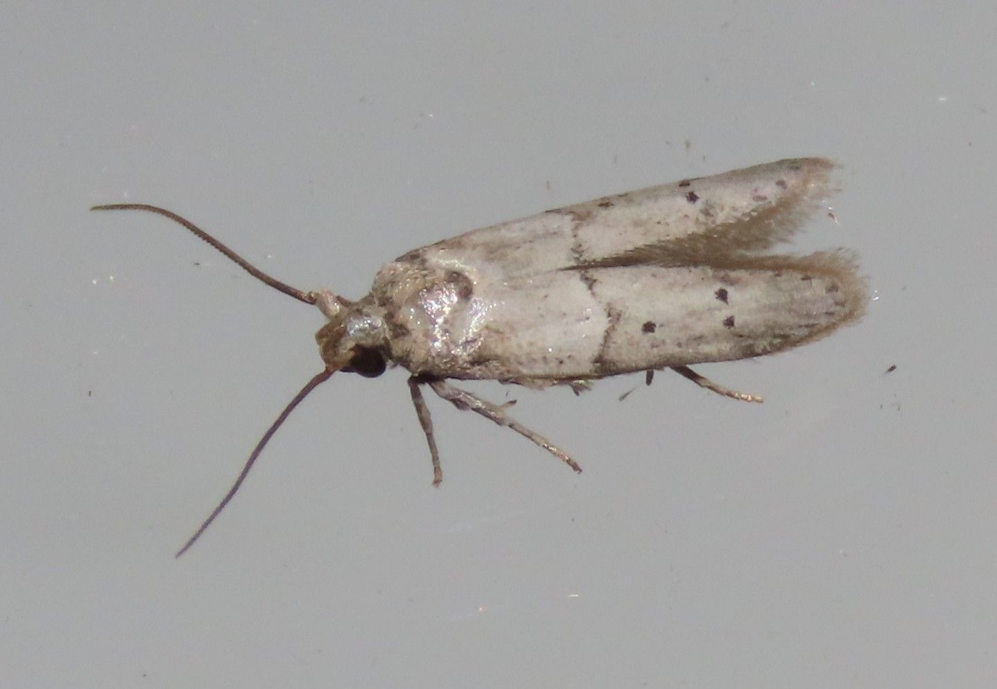 Micromoths| Birders on the Road | Alamo, TX