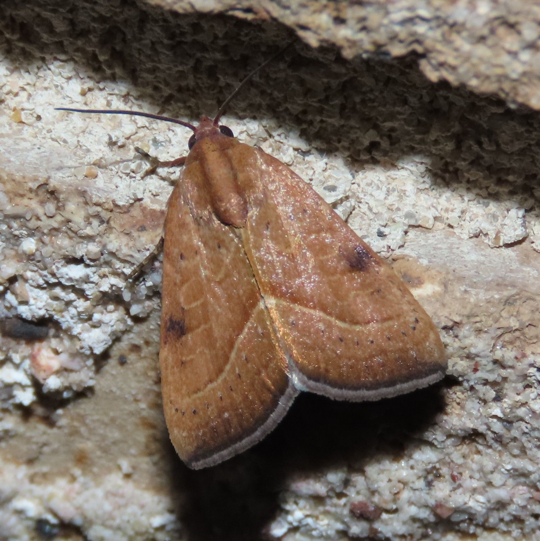 Common Moths | Birders on the Road | Alamo, TX
