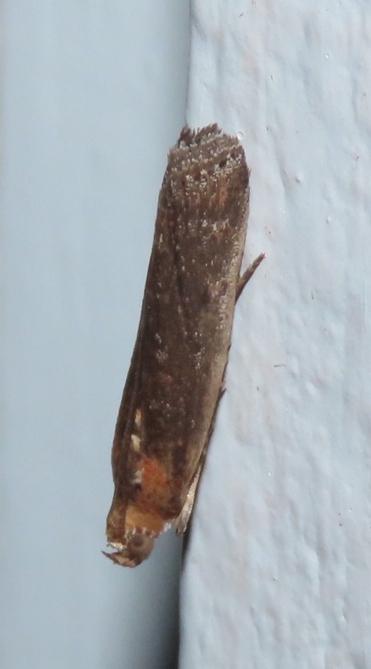 Tortrids, Pyralids & Sphinxes | Birders on the Road