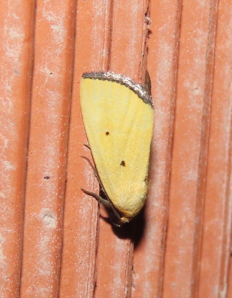 Common Moths | Birders on the Road | Alamo, TX