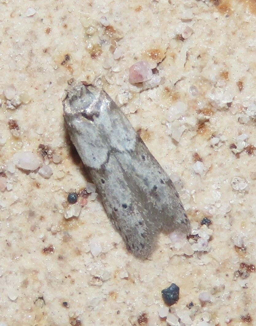 Micromoths| Birders on the Road | Alamo, TX