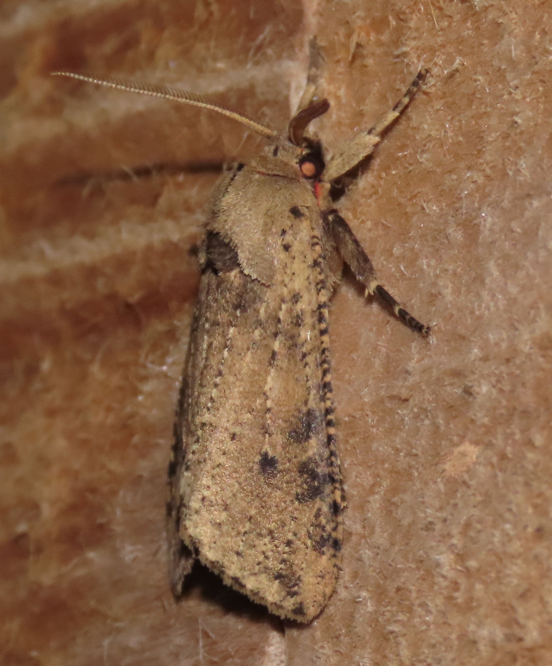 LRGV | Birders on the Road | Alamo, TX