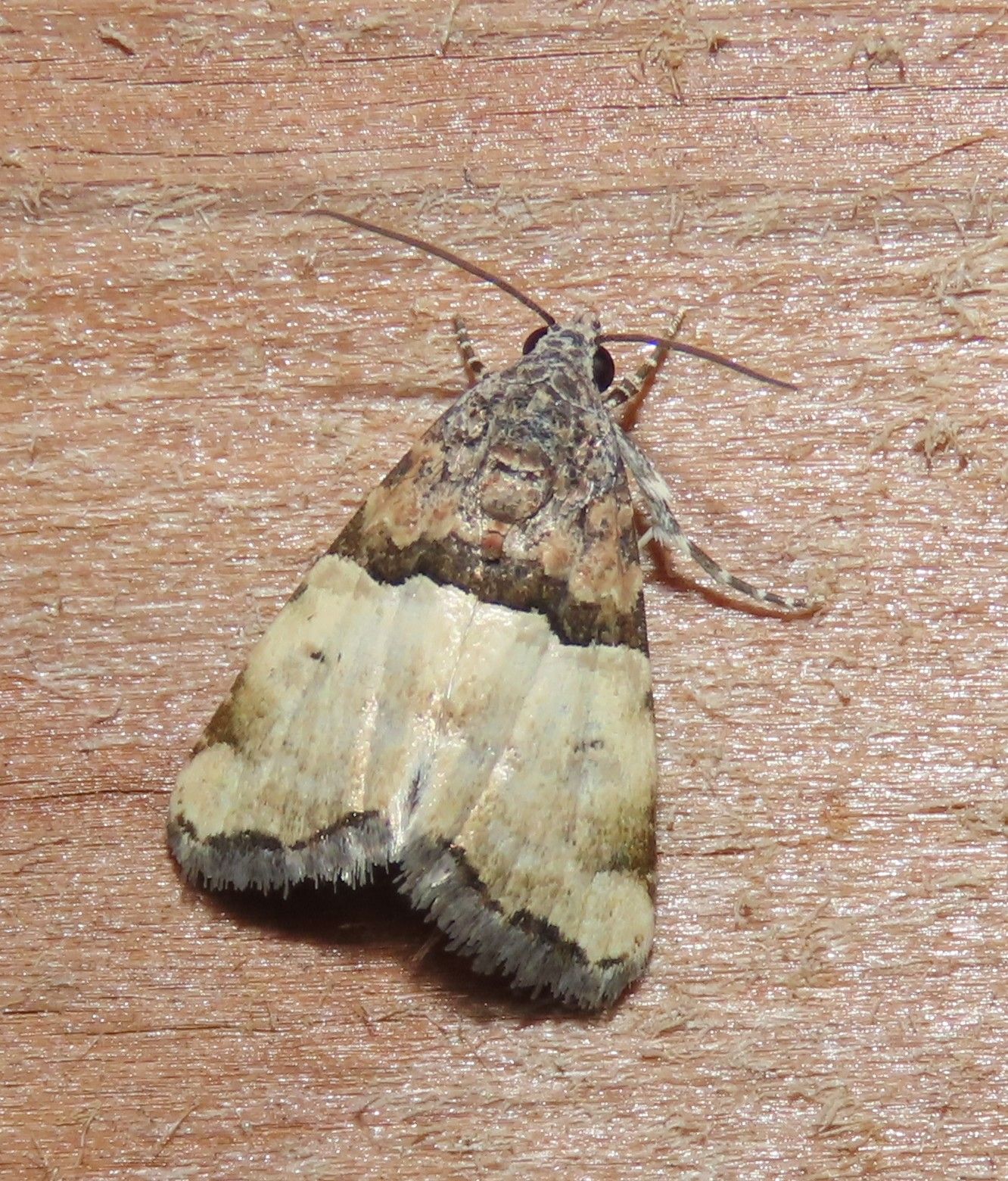 Common Noctuid Moths | Birders on the Road | Alamo, TX