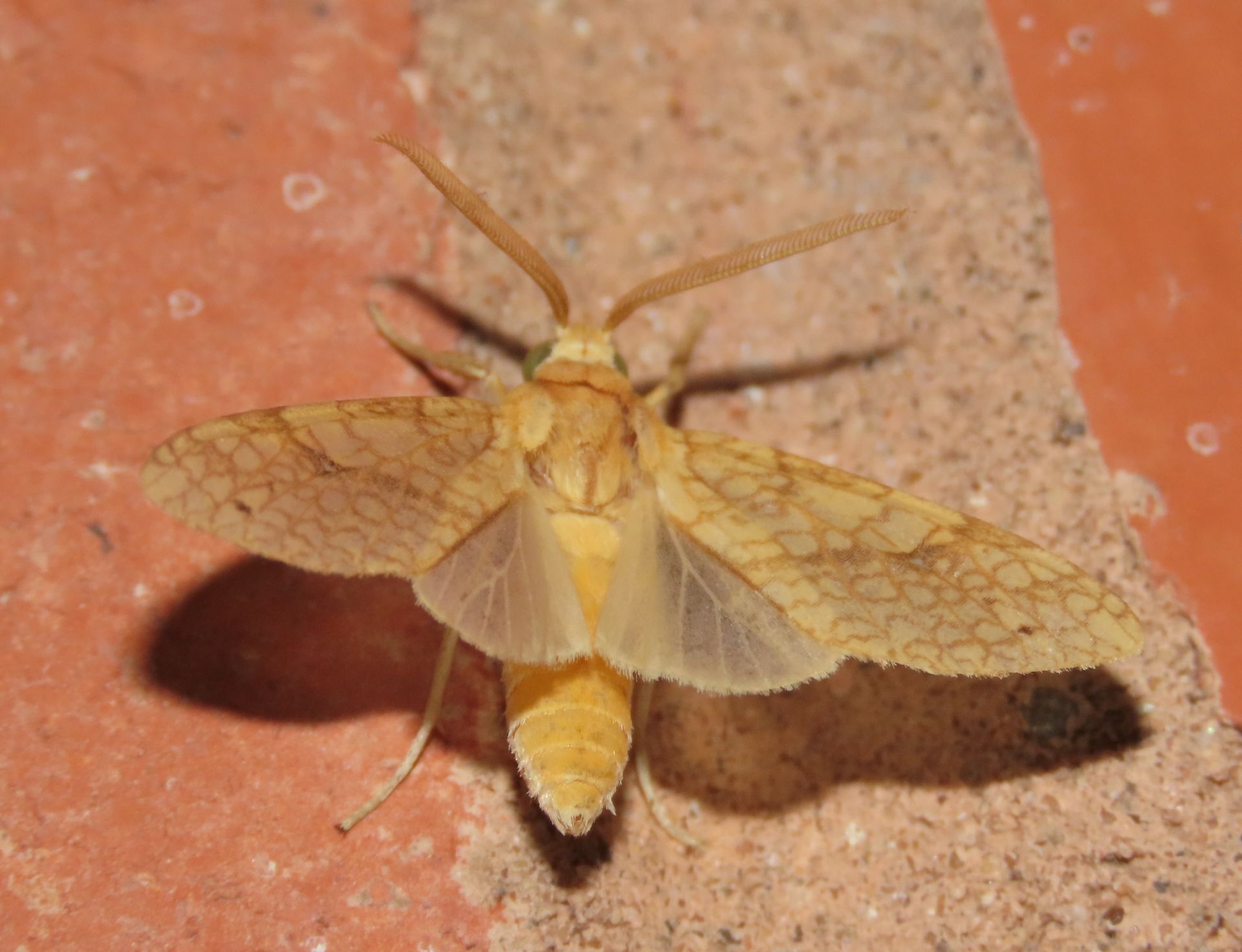 Birders on the Road | Alamo, TX