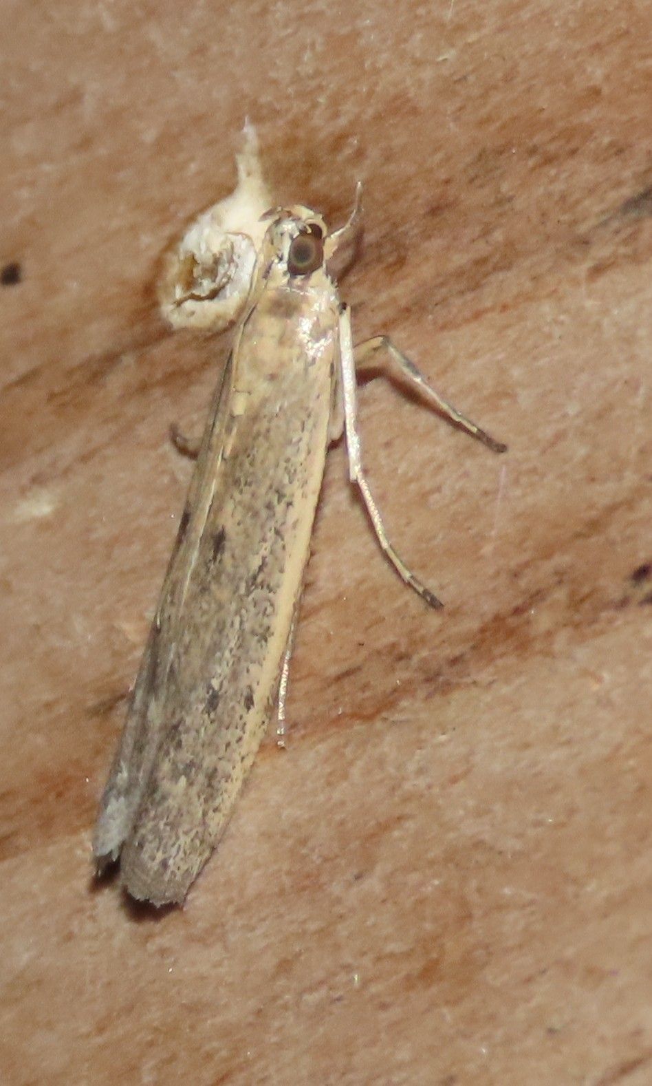 Tortrids, Pyralids & Sphinxes | Birders on the Road