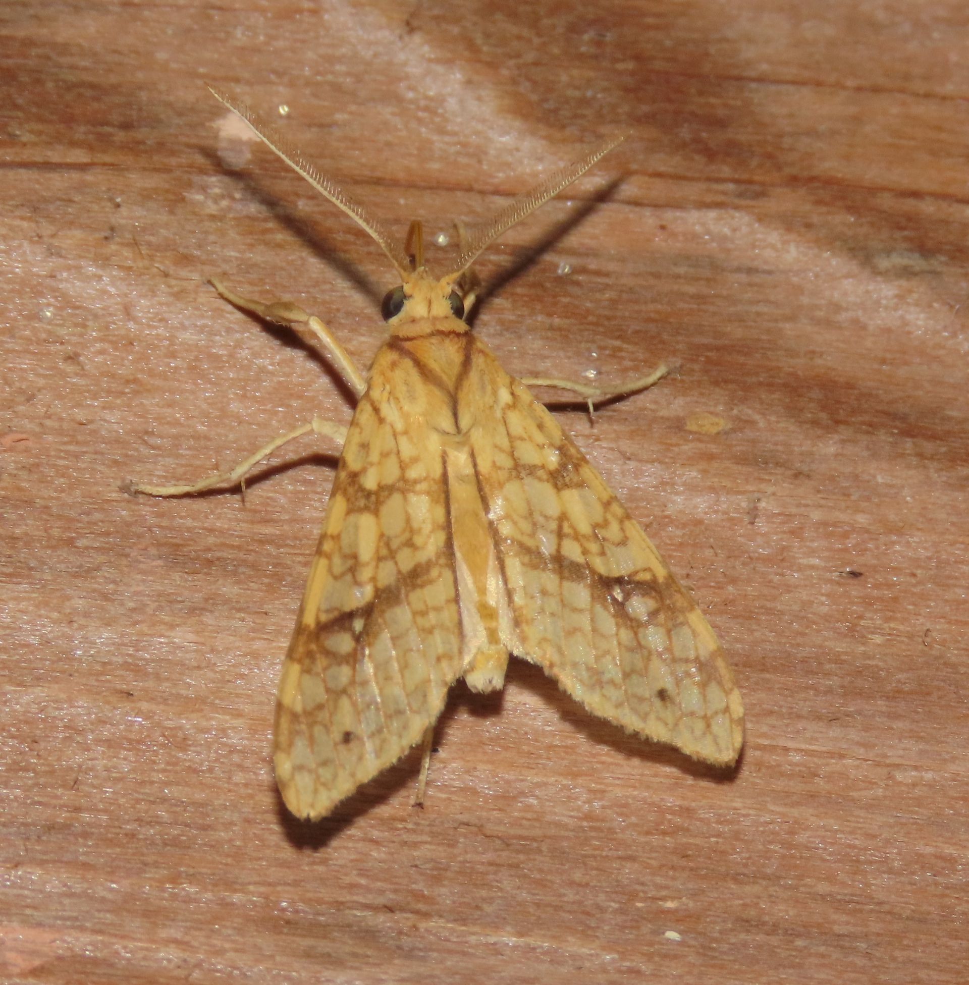 Less Common Moths | Birders on the Road | Alamo, TX