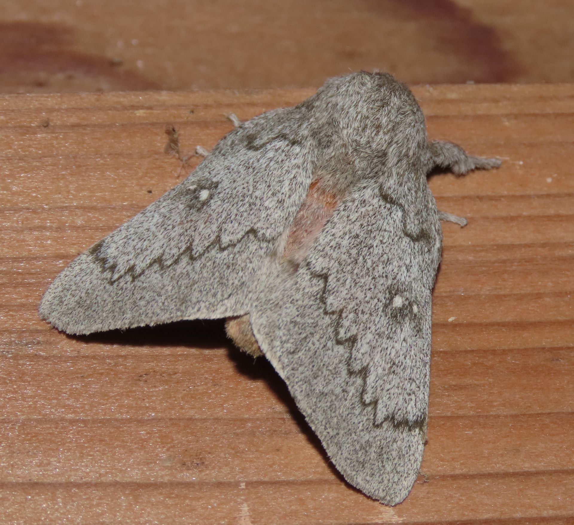 Less | Birders on the Road | Alamo, TX