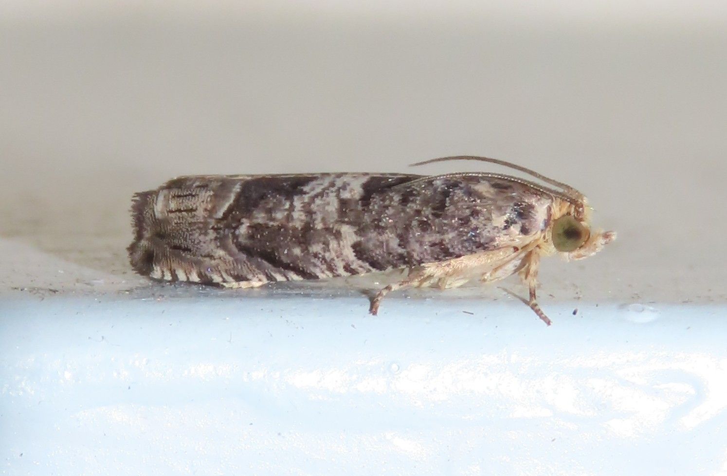 Tortrids, Pyralids & Sphinxes | Birders on the Road