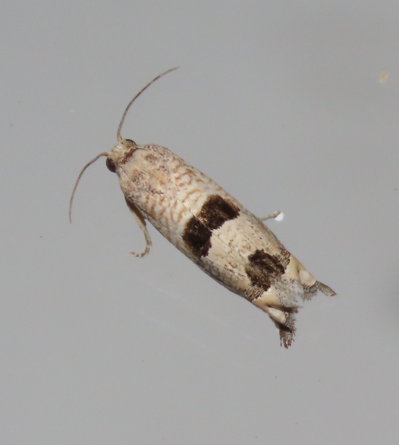 Tortrids, Pyralids & Sphinxes | Birders on the Road