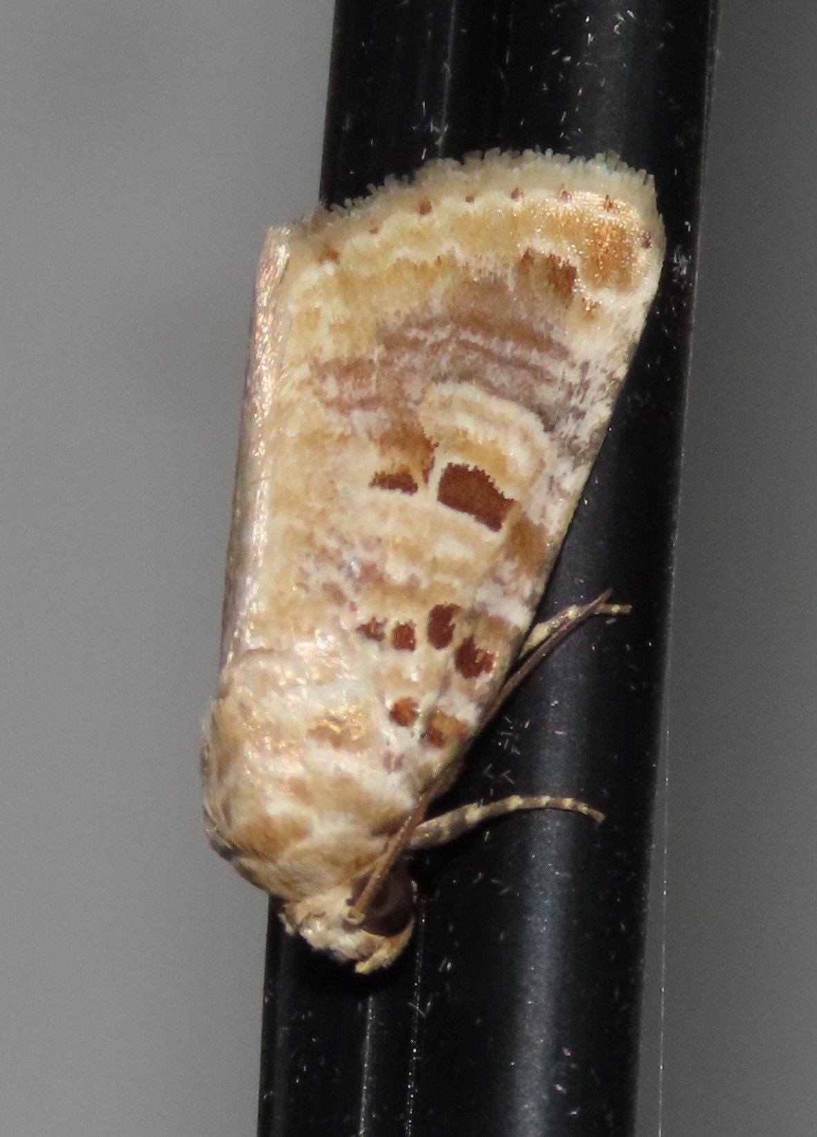 Common Moths | Birders on the Road | Alamo, TX