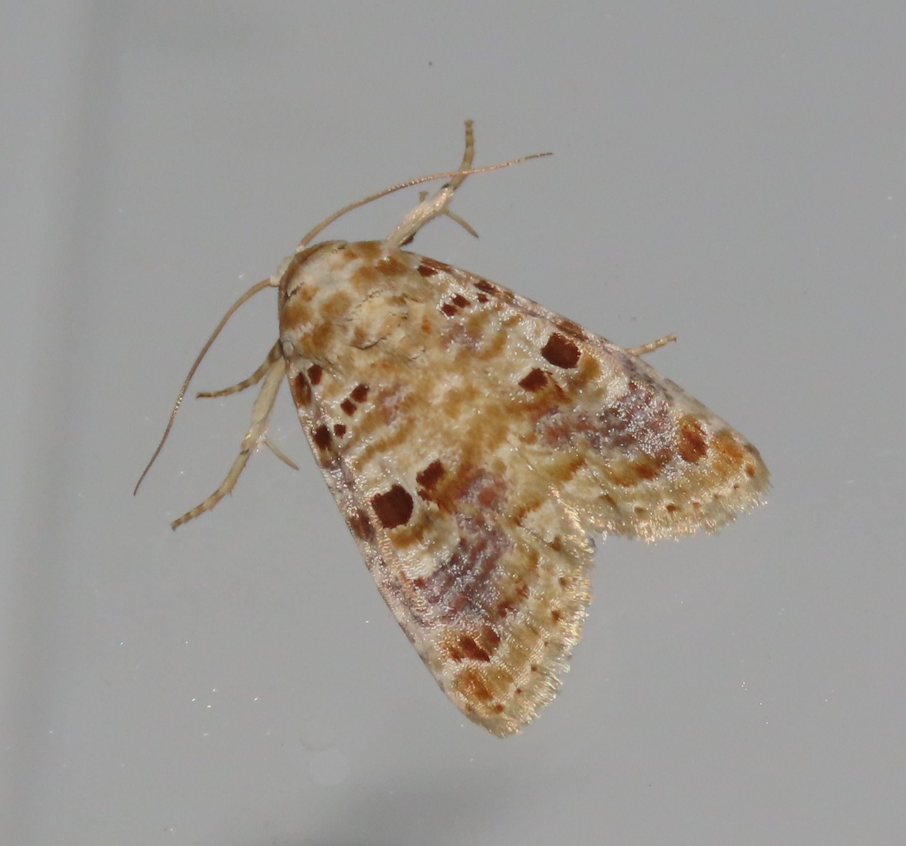 Common Moths | Birders on the Road | Alamo, TX