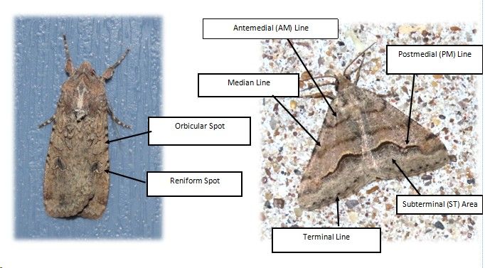 Moths of the Lower Rio Grande Valley of Texas