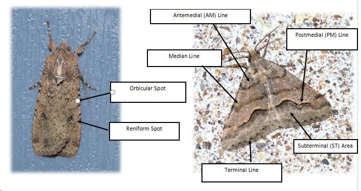 Birders on the Road | Alamo, TX