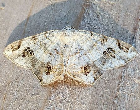 Moth Species | Birders on the Road | Alamo, TX