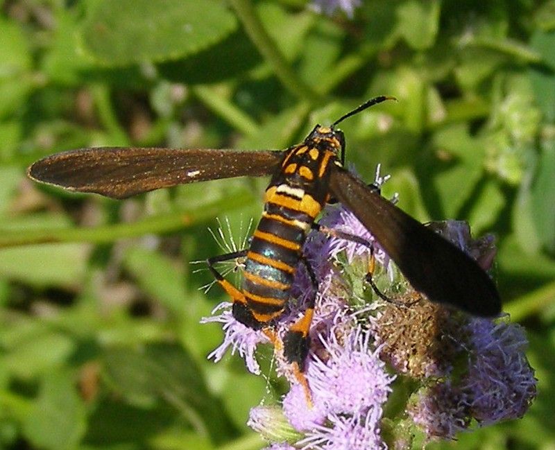 Less Common Moths | Birders on the Road | Alamo, TX