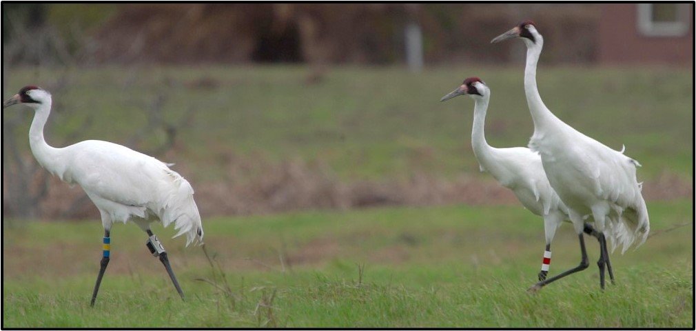 Whooper Country Adventure (Texas) Part 3 - Goose Island State Park