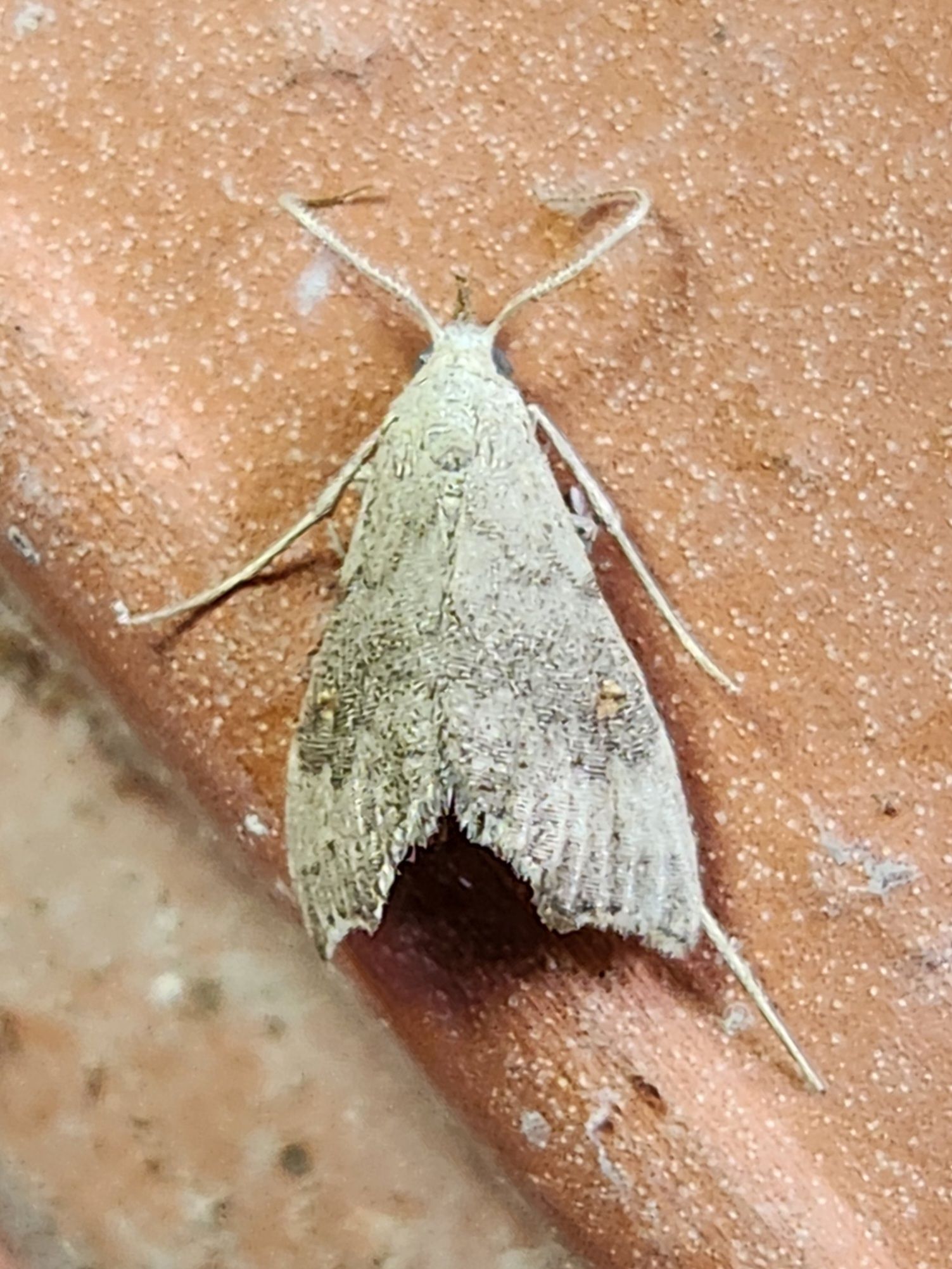 Moth Species | Birders on the Road | Alamo, TX