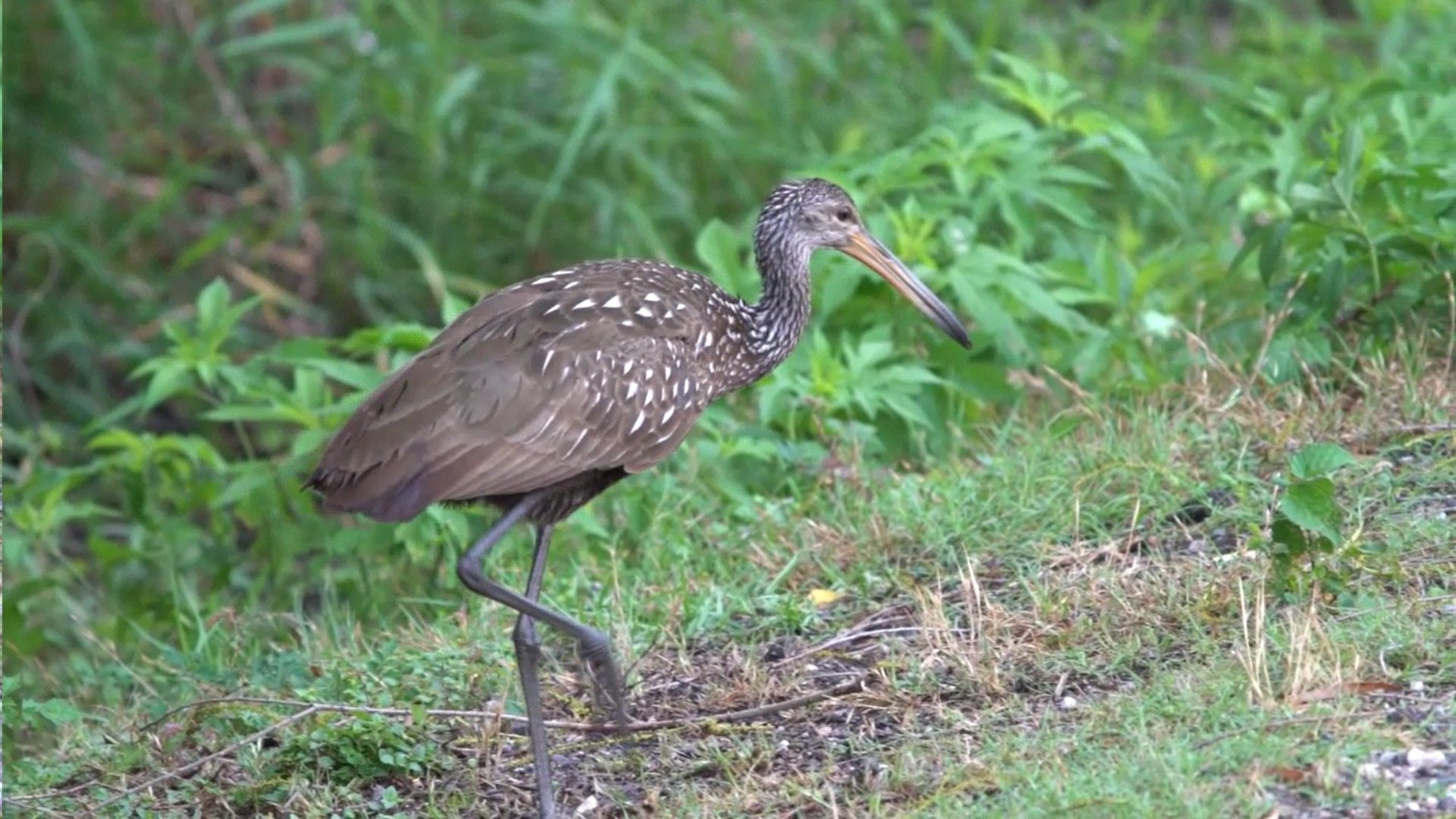 Birding the State Parks of Texas | Birders on the Road