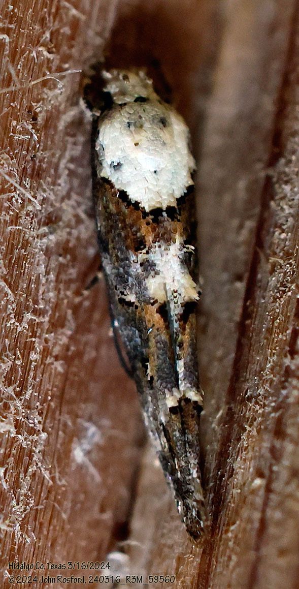 John Ros | Birders on the Road | Alamo, TX