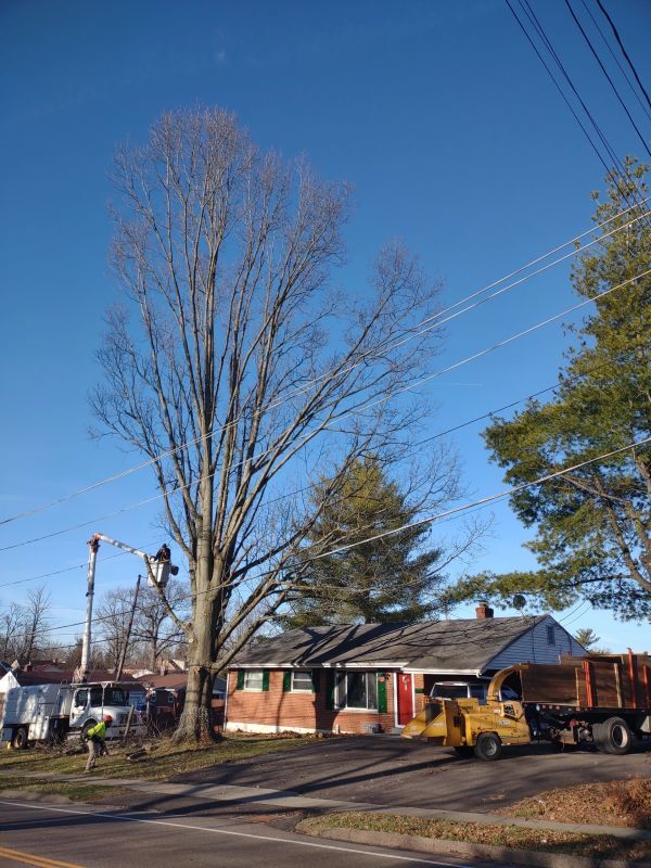 Reliable Tree Removal | Cincinnati, OH