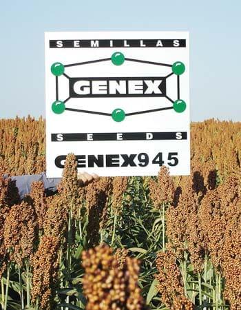 Venta de semillas en Hermosillo, Sonora - SEMILLAS GENEX DEL NOROESTE ...