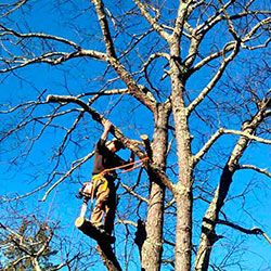 Home | Big Branch Tree Service Inc.