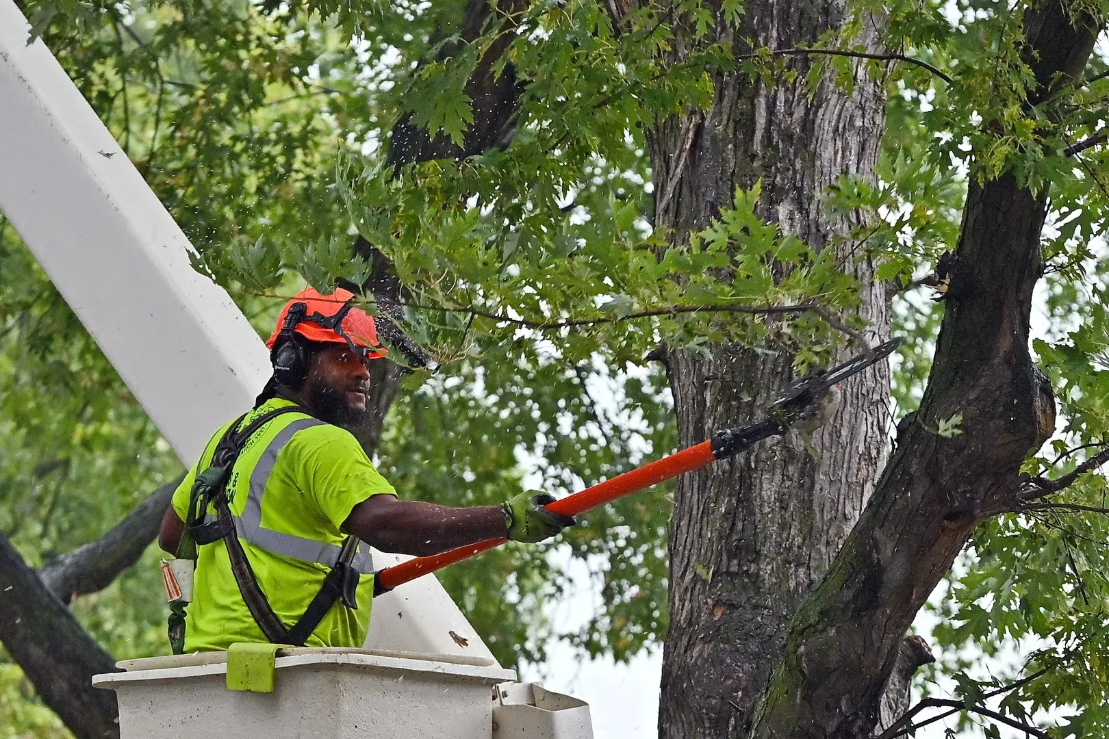 Tree Trimming & Pruning Services in Newark, CA | Expert Care