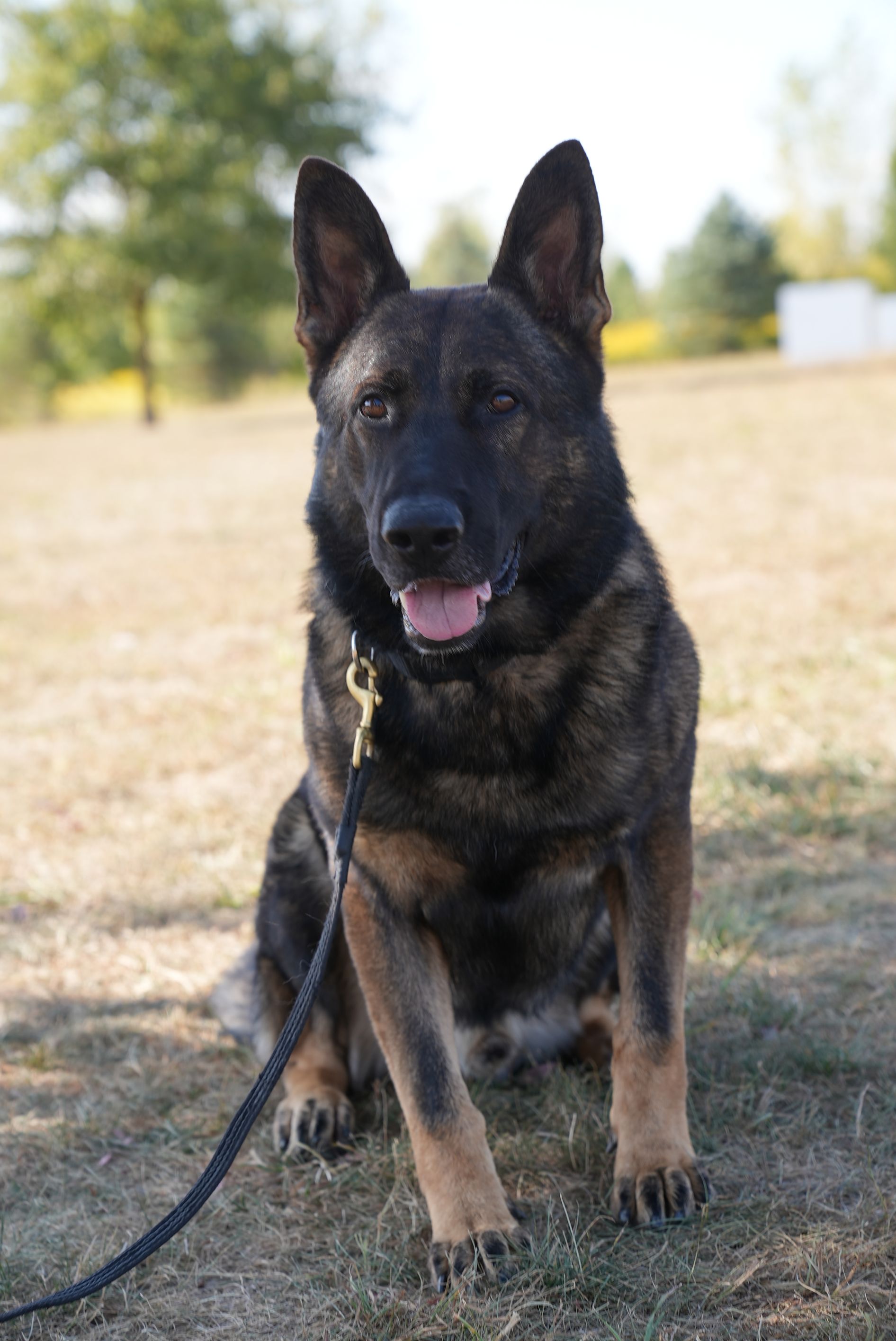 Available Elite Working Dogs: Premier Selection of K9s & Protection Canines