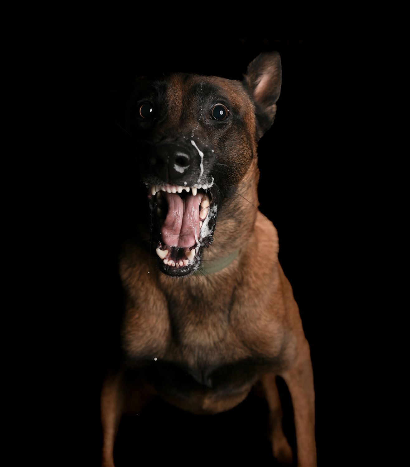 Available Elite Working Dogs: Premier Selection of K9s & Protection Canines