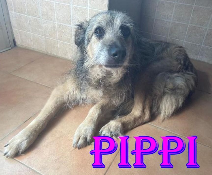 Adottare un cane | Bibiana, TO | Lega Nazionale Difesa del Cane
