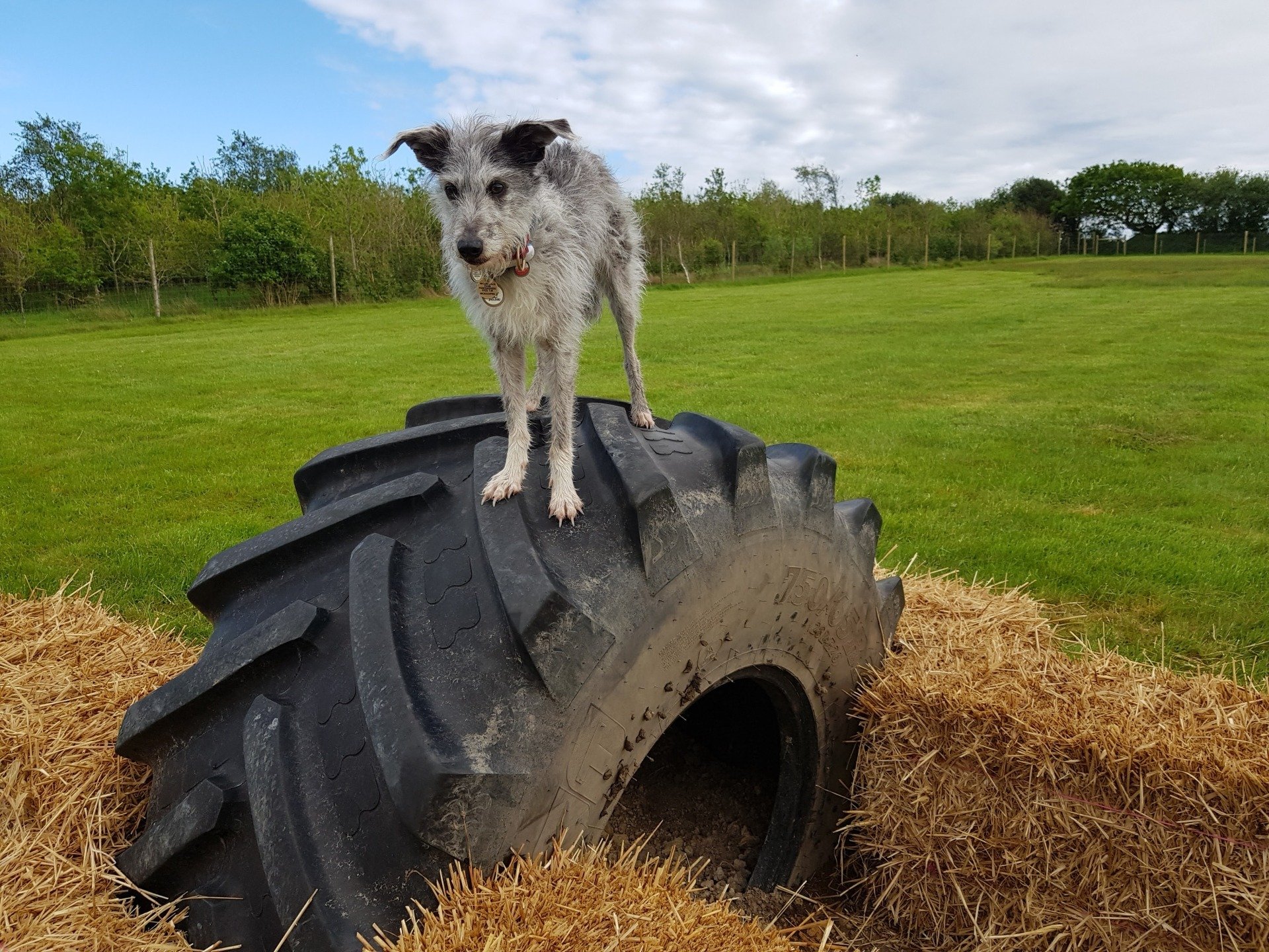 Woodlands Farm Dog Fields