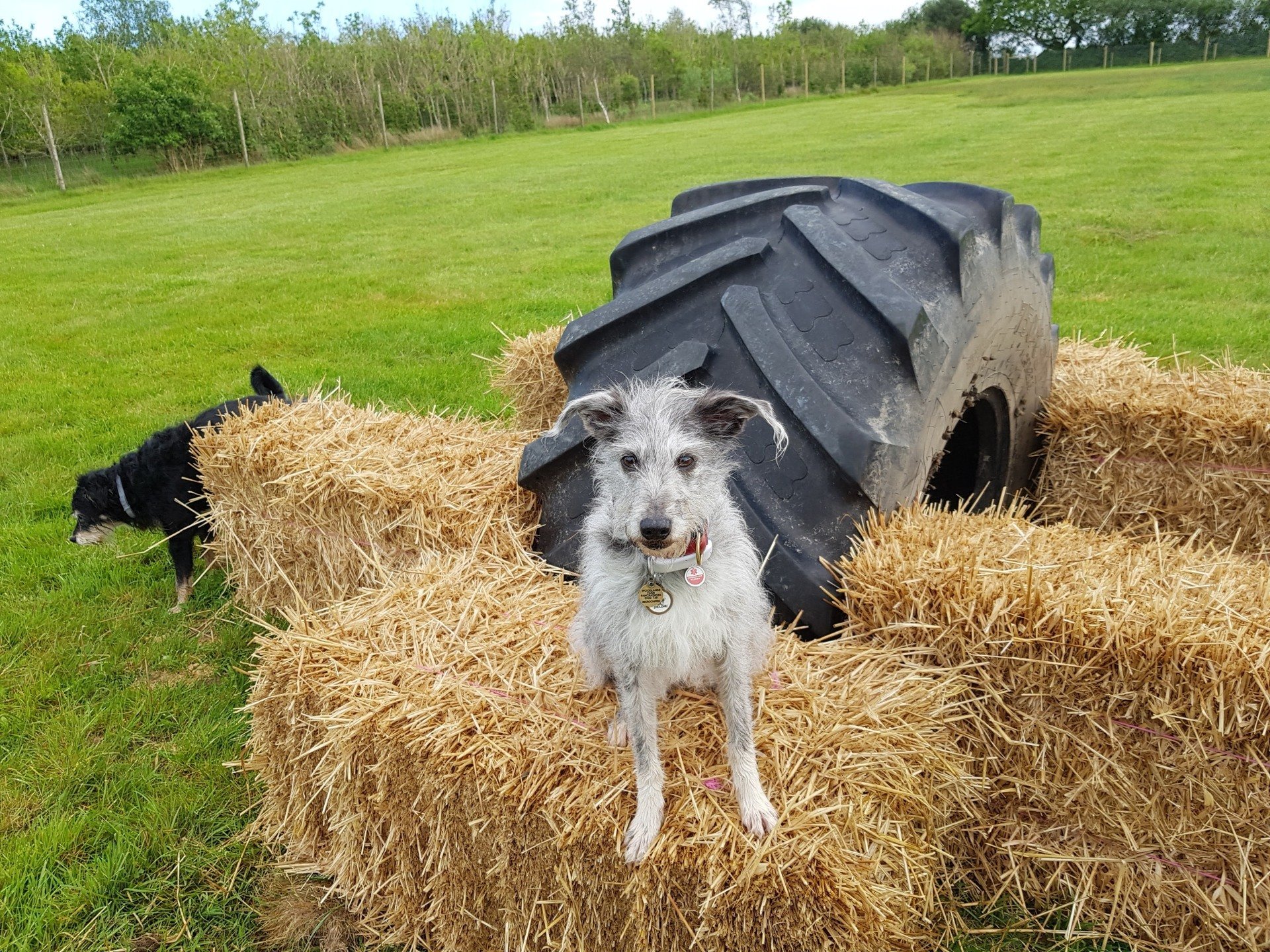 Woodlands Farm Dog Fields