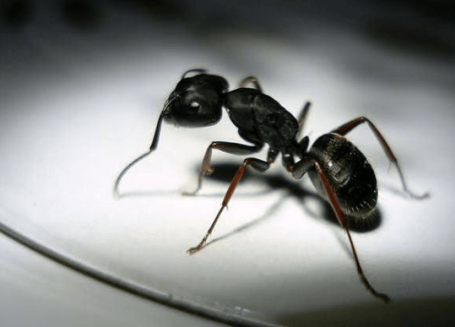 5 Ants That Can Bother Indiana Homeowners