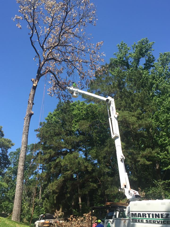 Tree Service in Huntsville, TX | Martinez Tree Service