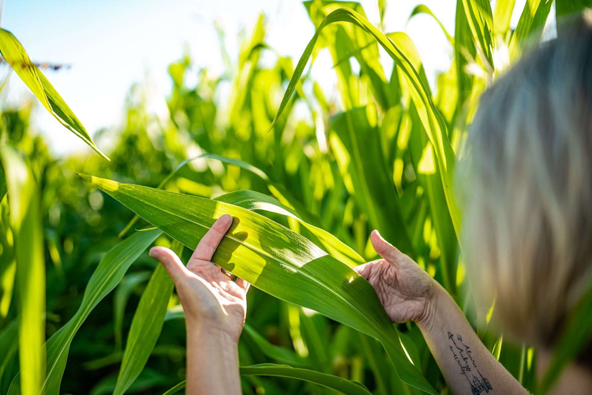 Grade School Resources on Corn | Il Corn | IL