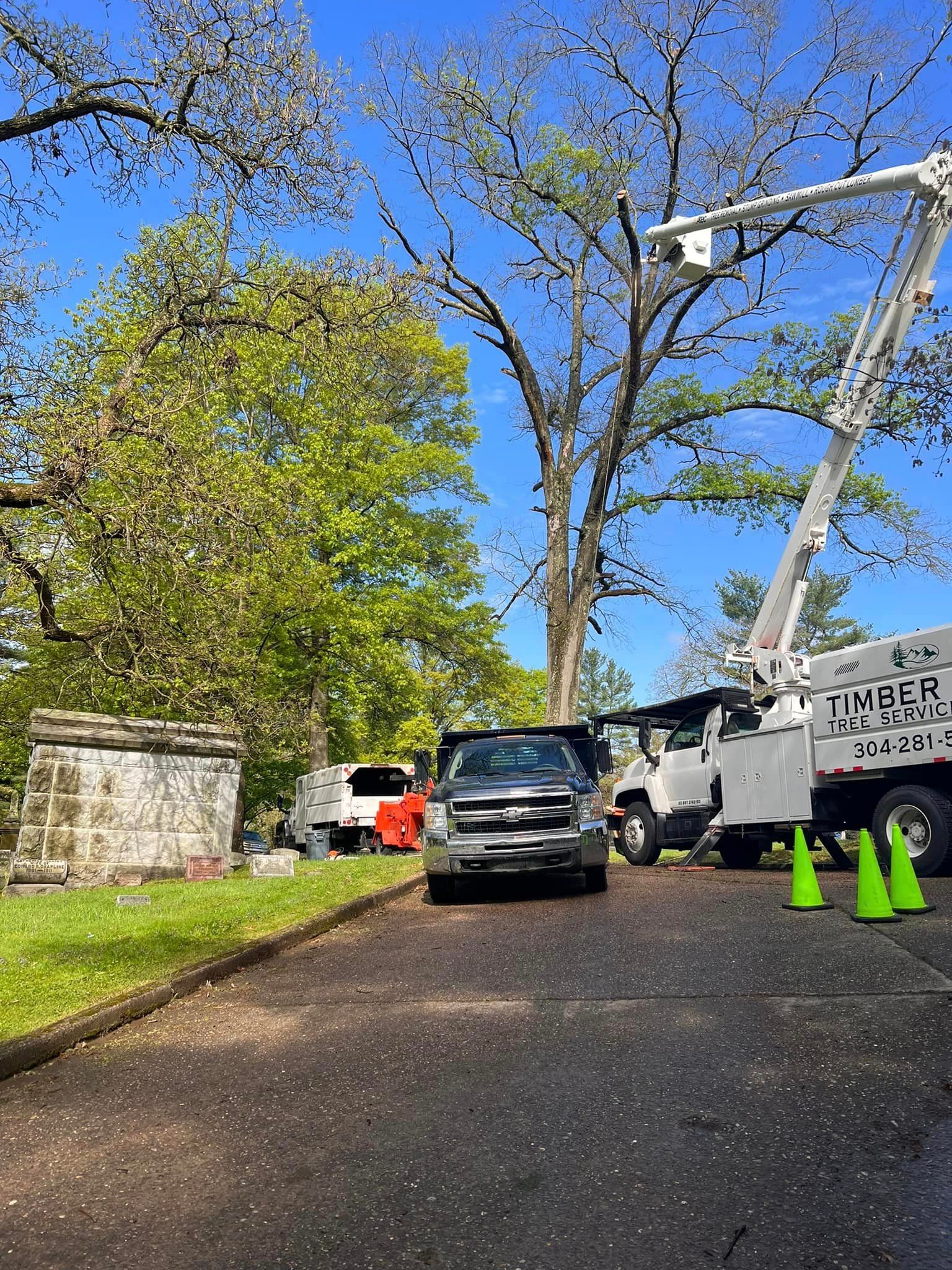 Top Tree Services in Ohio Valley | Timber Pro