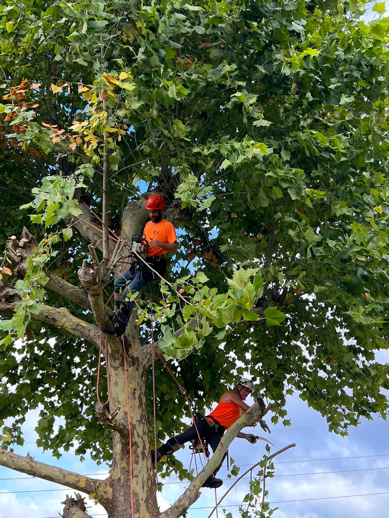Top Tree Services in Ohio Valley | Timber Pro