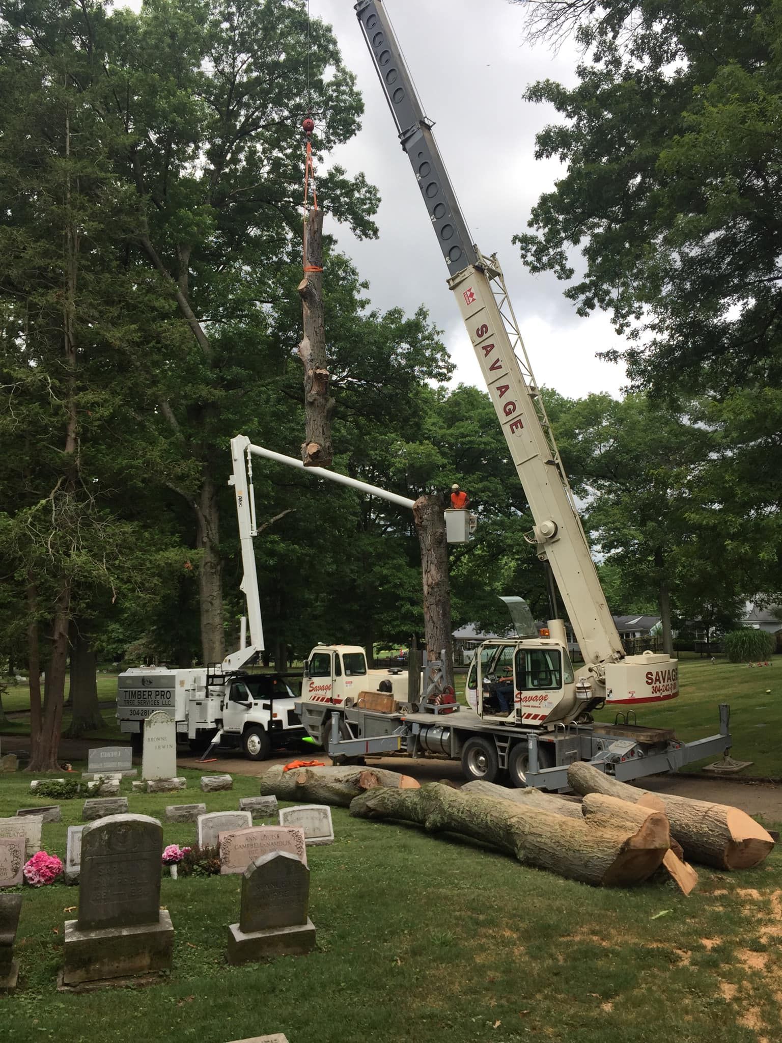 Top Tree Services in Ohio Valley | Timber Pro