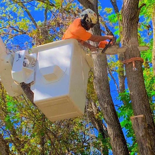 Top Tree Services in Ohio Valley | Timber Pro