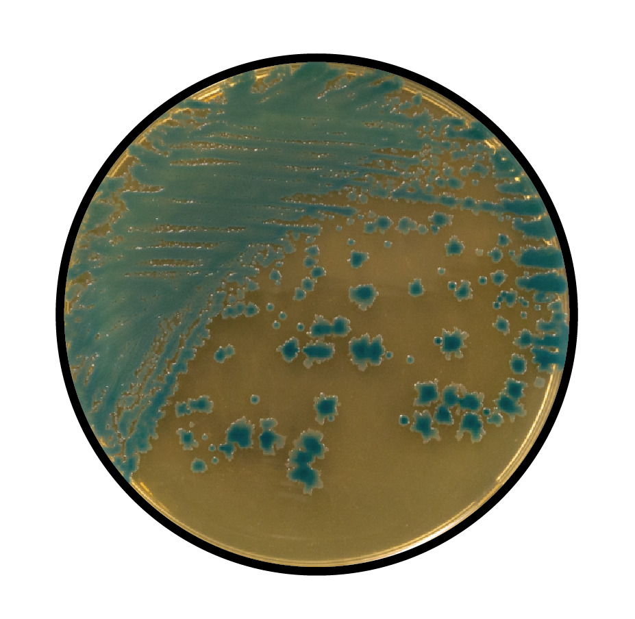 Chromogenic Plating Media | R&F Products