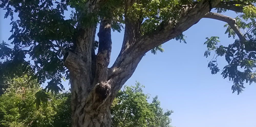 Contact Us | Alex's Vegetation