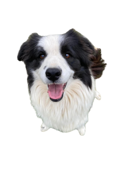 Boarding for Cats & Dogs | Tamworth | Precious Pets Boarding Kennels ...