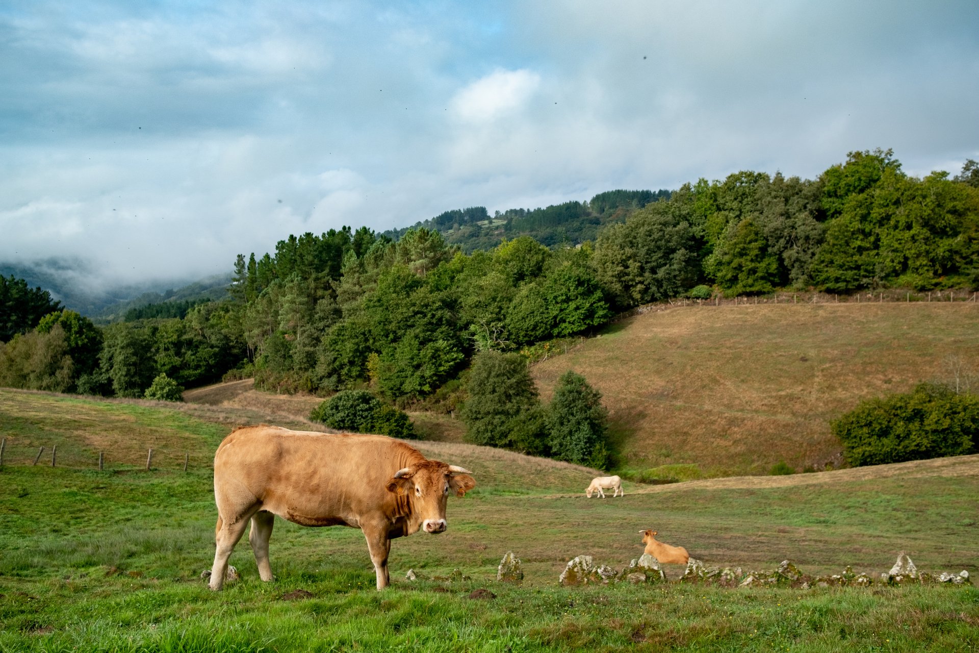 Provisioning by Evolution: Galician Blond beef