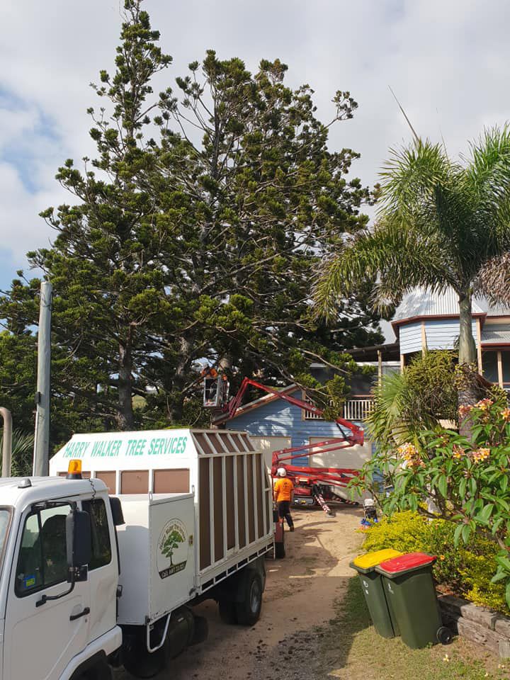Tree Services Rockhampton | Brown's Vegetation Management